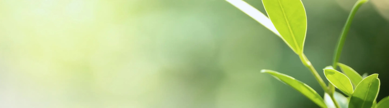 Sustainability at SNNP | Srinanaporn Marketing